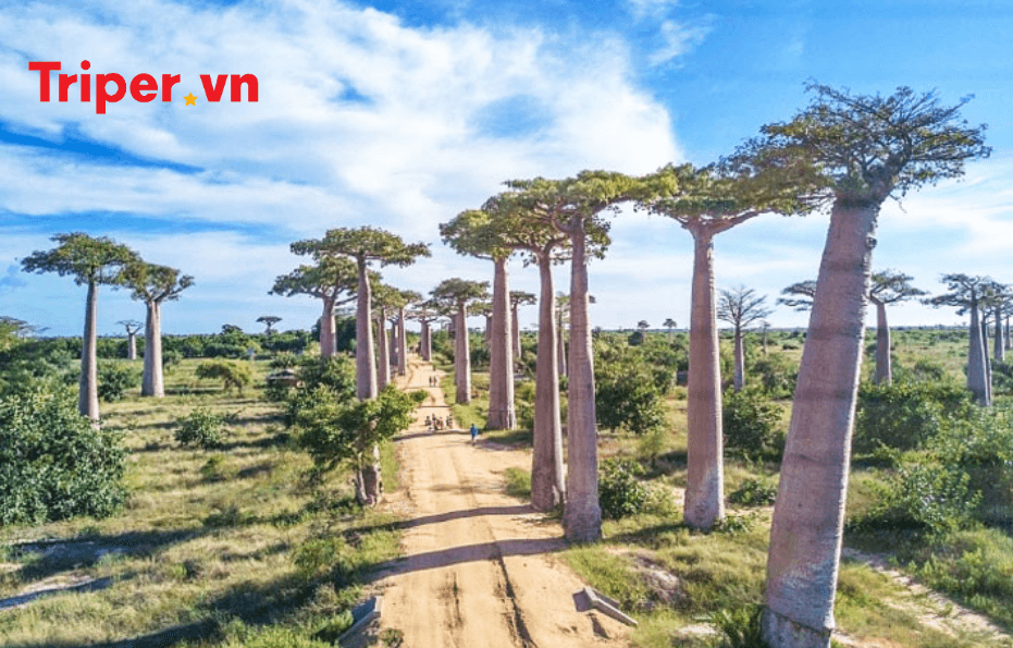 Tour Mauritius - Madagascar 10N9Đ Trải nghiệm thiên nhiên hoang sơ